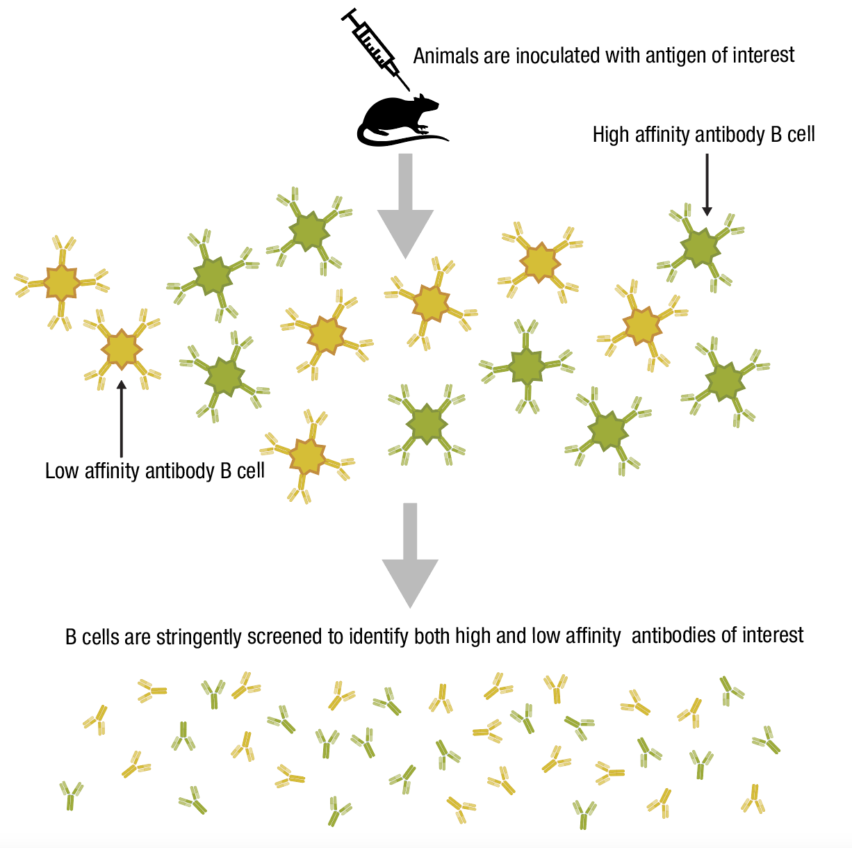 Antibody Essentials Part 1: Antibody Basics