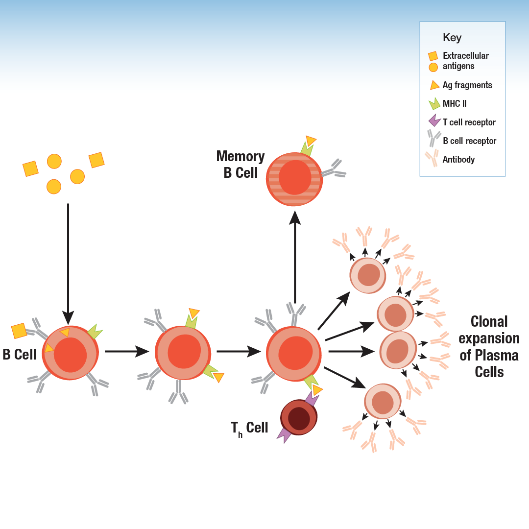 Antibody Essentials Part 2: Diversity and Classification