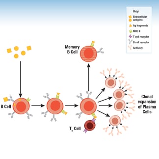 Antibody Essentials Part 2: Diversity and Classification