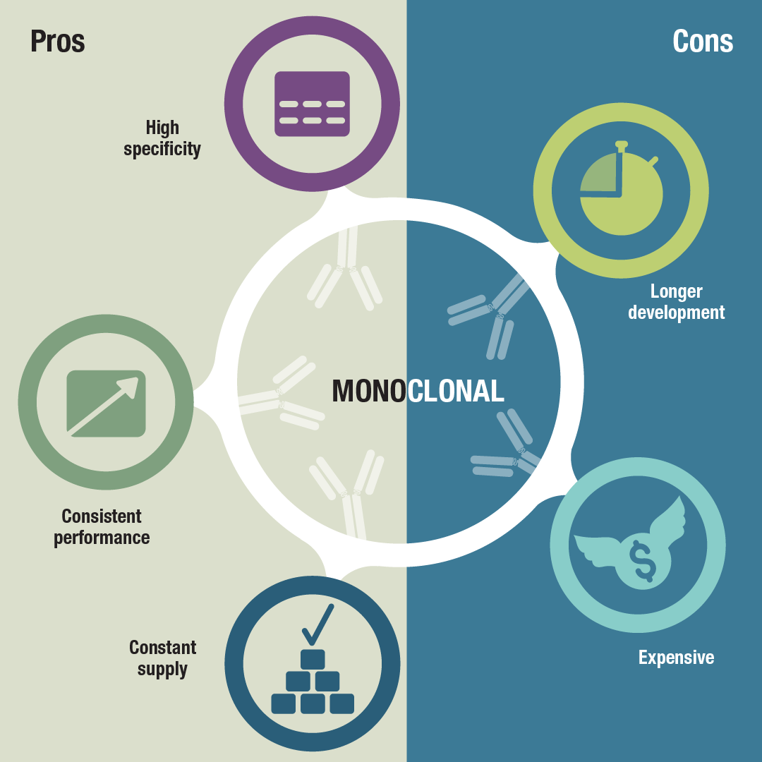 Antibody Essentials Part 4: Polyclonal vs Monoclonal Antibodies