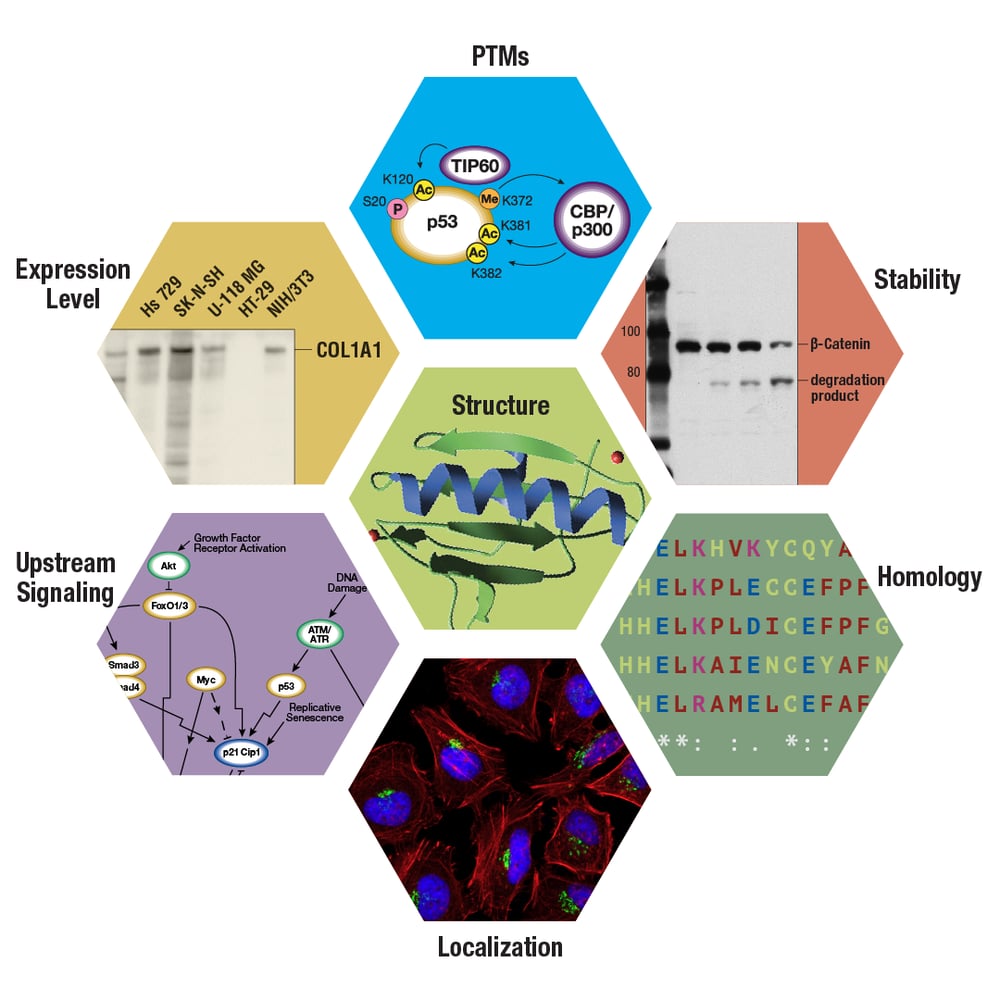 Important Considerations for Antibody Selection | Antibody Essentials