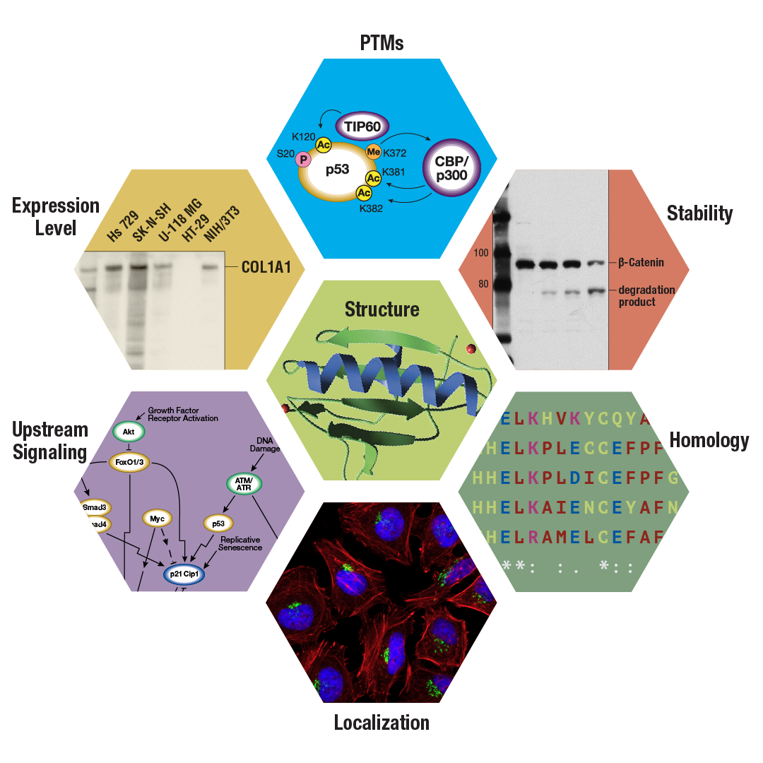 Important Considerations for Antibody Selection | Antibody Essentials