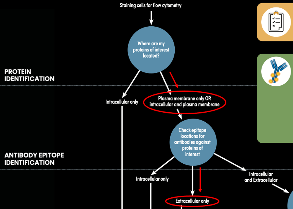Antibody Staining Guide for Flow Cytometry | CST Blog