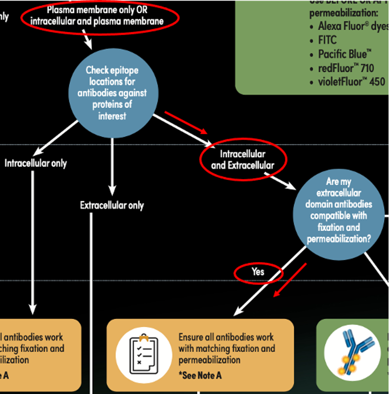 Antibody Staining Guide for Flow Cytometry | CST Blog