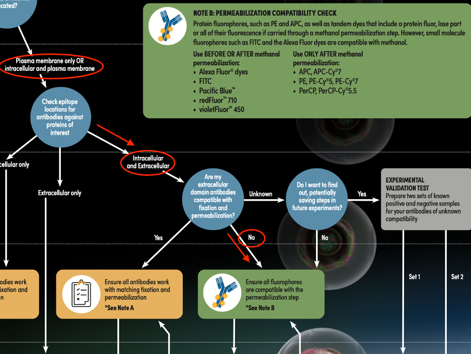 Antibody Staining Guide for Flow Cytometry | CST Blog