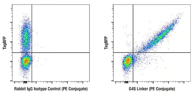 CAR Linker Antibodies for Whitlow/218 & G4S | CAR-T Cell Research