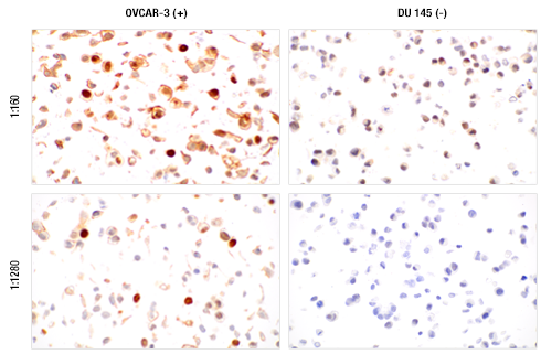 Application-Specific Validation: A Claudin-6 IHC Monoclonal Antibody