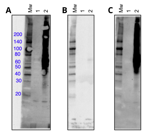 Fueling Research with Monoclonal Nitro-Tyrosine Antibody Tools