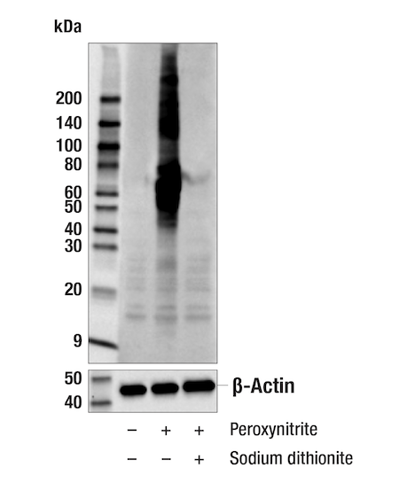 Fueling Research with Monoclonal Nitro-Tyrosine Antibody Tools