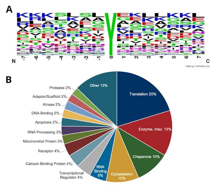 Fueling Research with Monoclonal Nitro-Tyrosine Antibody Tools