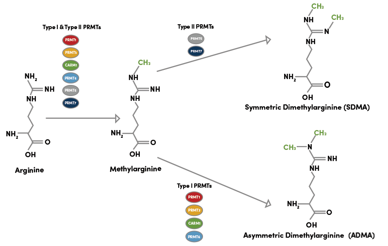 Detecting Arginine Methylation Using Proteomics: SDMA vs ADMA