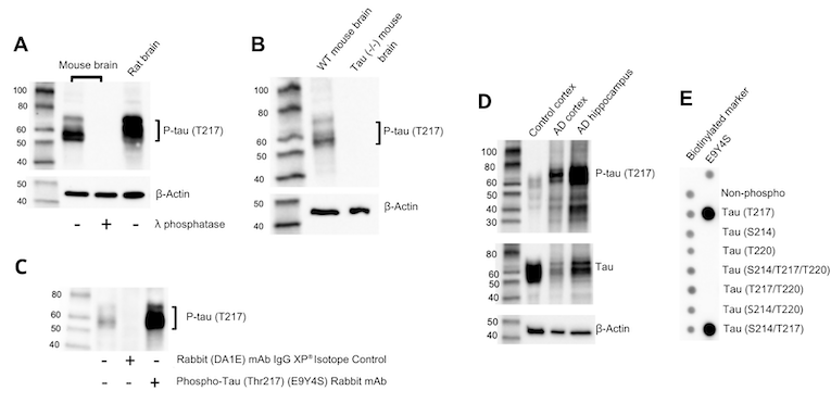 Validating a P-Tau 217 Antibody for Alzheimer’s Research | ELISA, WB