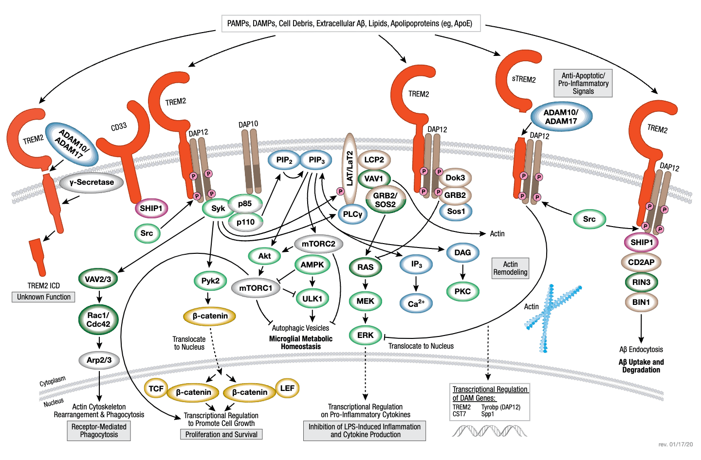 High-Content Methods to Study TREM2 Signaling & Microglial Activation