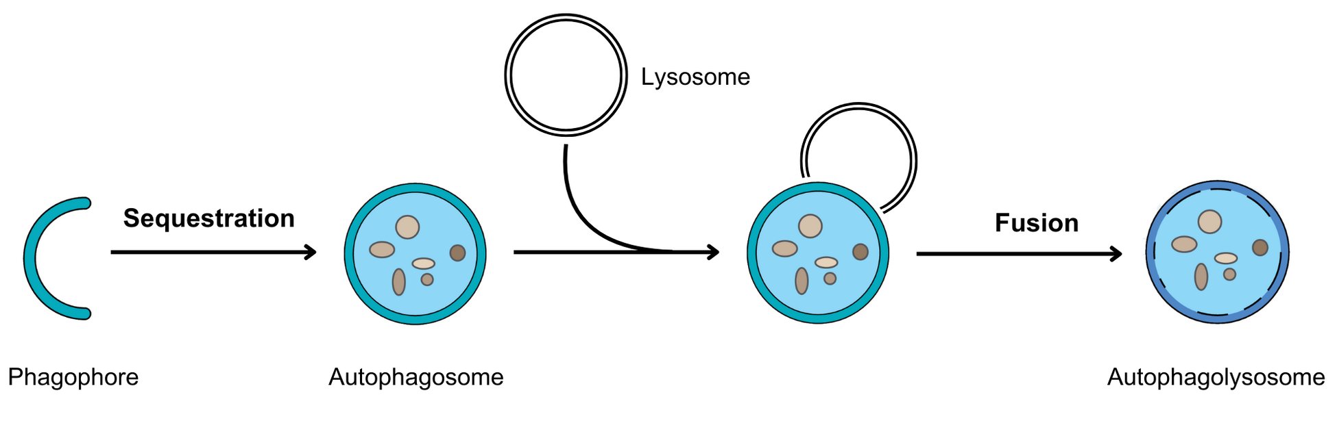 Autophagy: It’s a Cell-Eat-Self World | ULK1, AMPK & mTOR Signaling