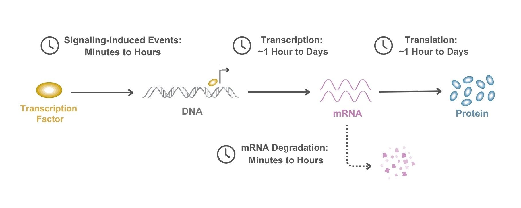 Why is combining scRNA & intracellular signaling data difficult?