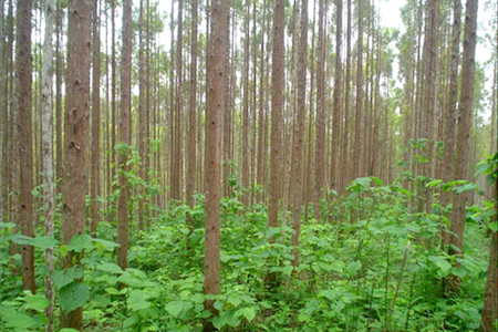 Reforest The Tropics: Turning Carbon into Canopies | CST Blog