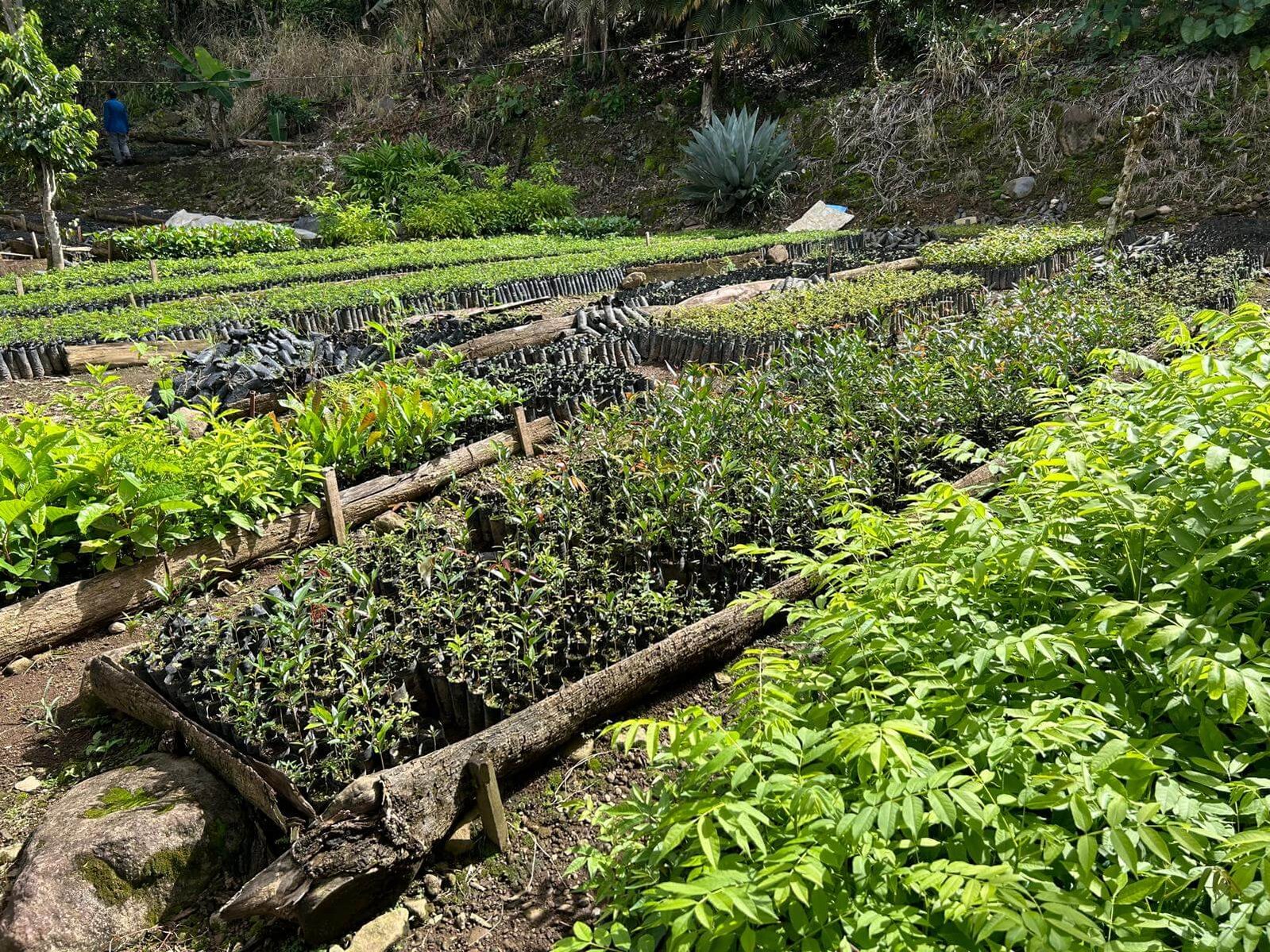 Reforest The Tropics: Turning Carbon into Canopies | CST Blog