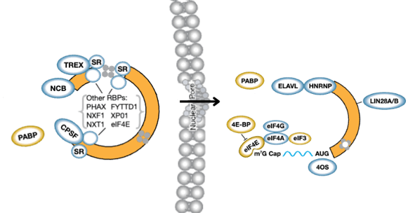 Mapping RNA-Protein Interactions with RBP-eCLIP | RNA Biology