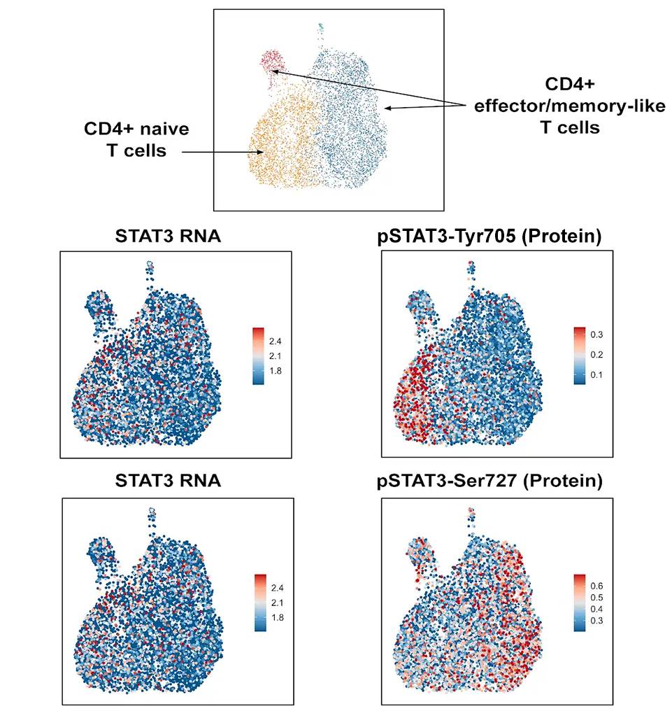 Do mRNA and protein levels correlate? Not necessarily. | CST Blog