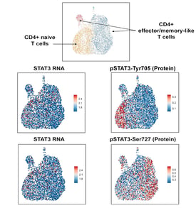 Do mRNA and protein levels correlate? Not necessarily. | CST Blog