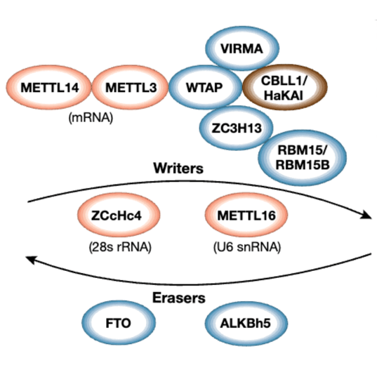 m6A Modification: Gene Regulation via RNA