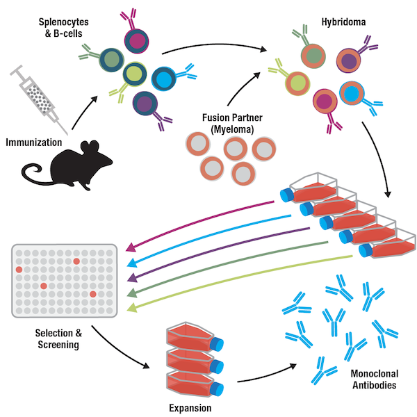 What Are Polyclonal vs Monoclonal Antibodies? | Antibody Essentials