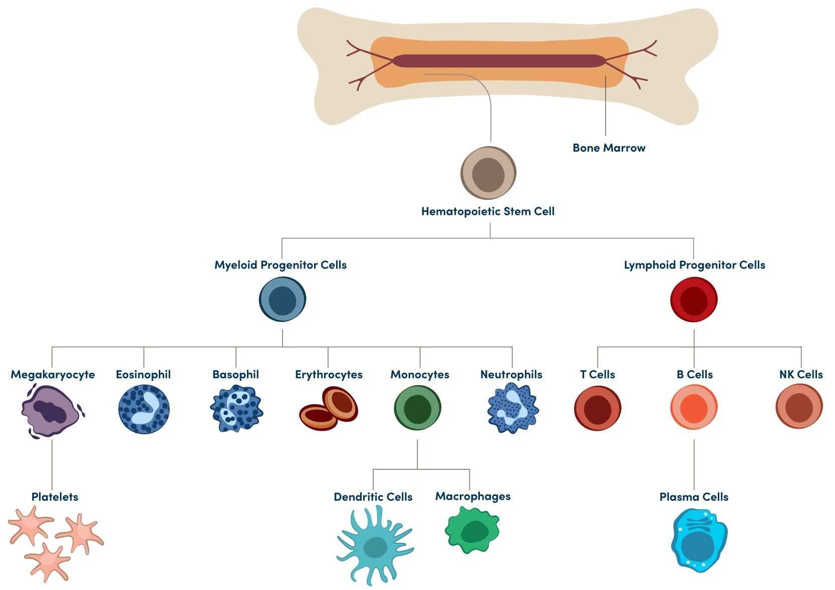 Which cells have a myeloid lineage and how are they identified?