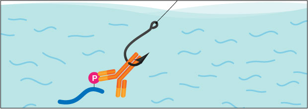 PTM Enrichment: Antibody-Based Proteomics Analysis