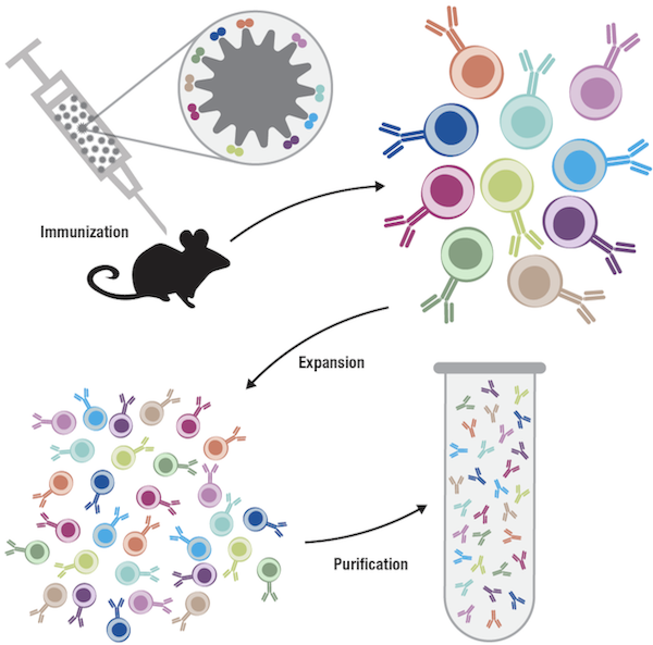 What Are Polyclonal vs Monoclonal Antibodies? | Antibody Essentials