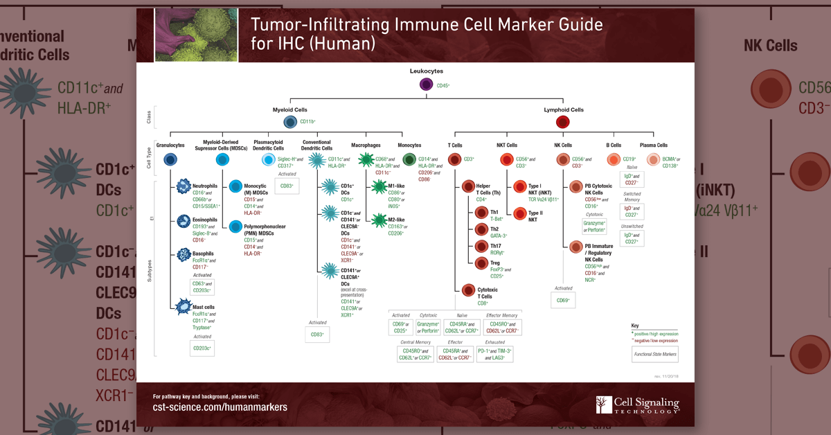 Which Cells Have a Lymphoid Lineage and How Are They Identified?