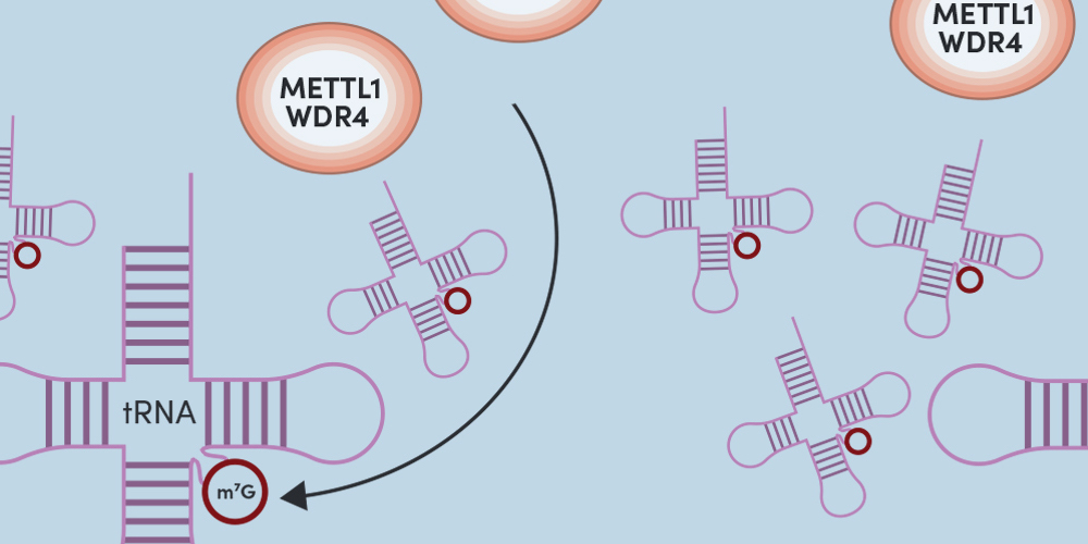 The Role of m7G Modification in Cancer and Developmental Disorders