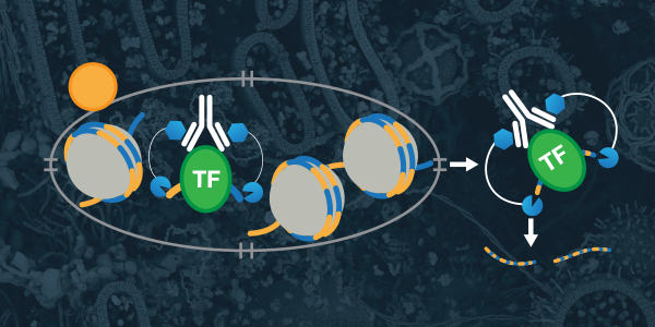 使用经 CUT&RUN 验证的抗体提高您的实验成功率