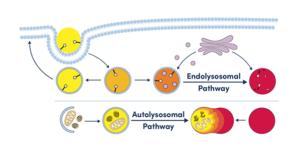 Parkinson’s Disease: Mitophagy, Autophagy & Lysosomal Processing