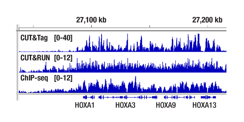 支持成功进行染色质剖析的试剂 — ChIP、CUT&RUN 和 CUT&Tag
