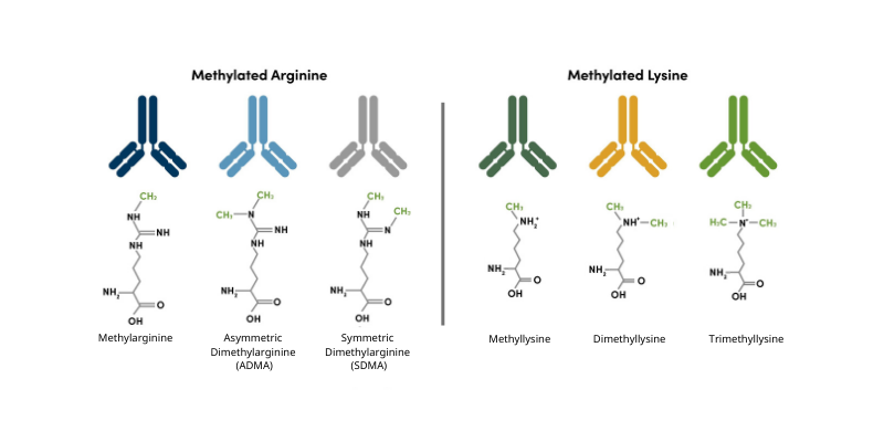 Detecting Arginine Methylation Using Proteomics: SDMA vs ADMA