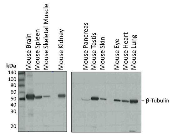 Western Blot: Loading Control Protein Expression in Mouse Tissues