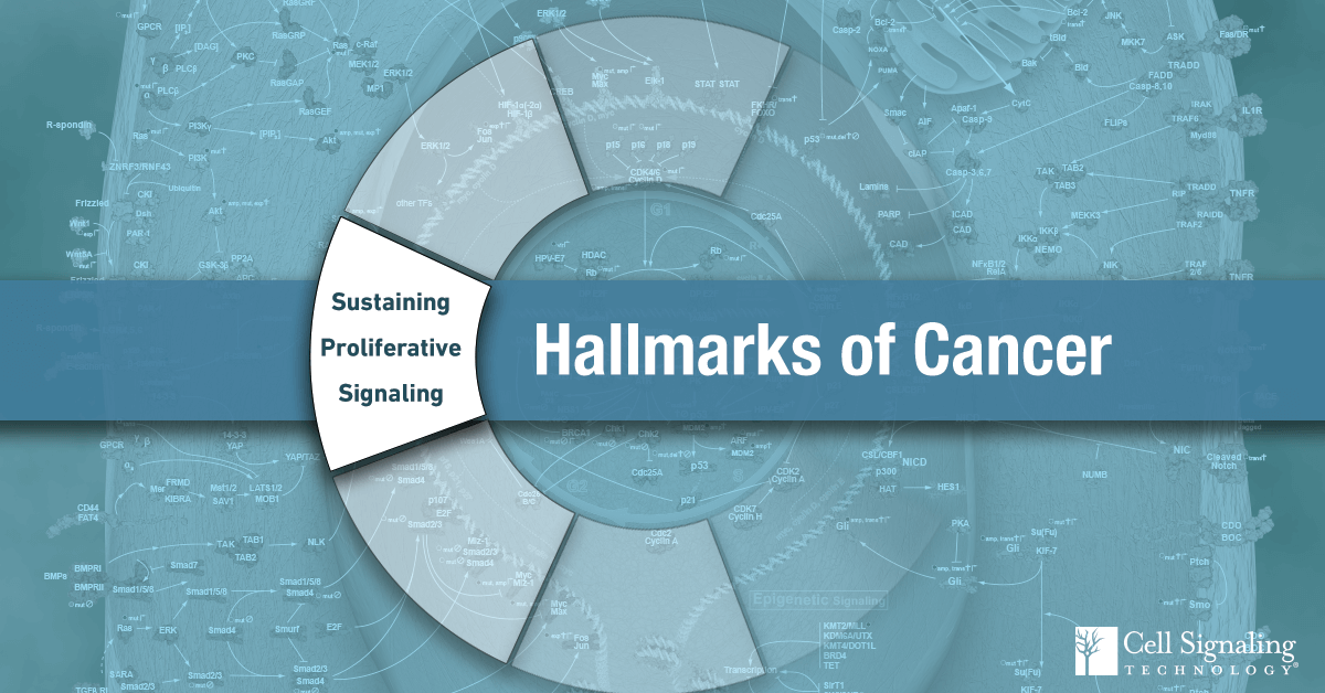 Hallmarks of Cancer: Sustaining Proliferative Signaling