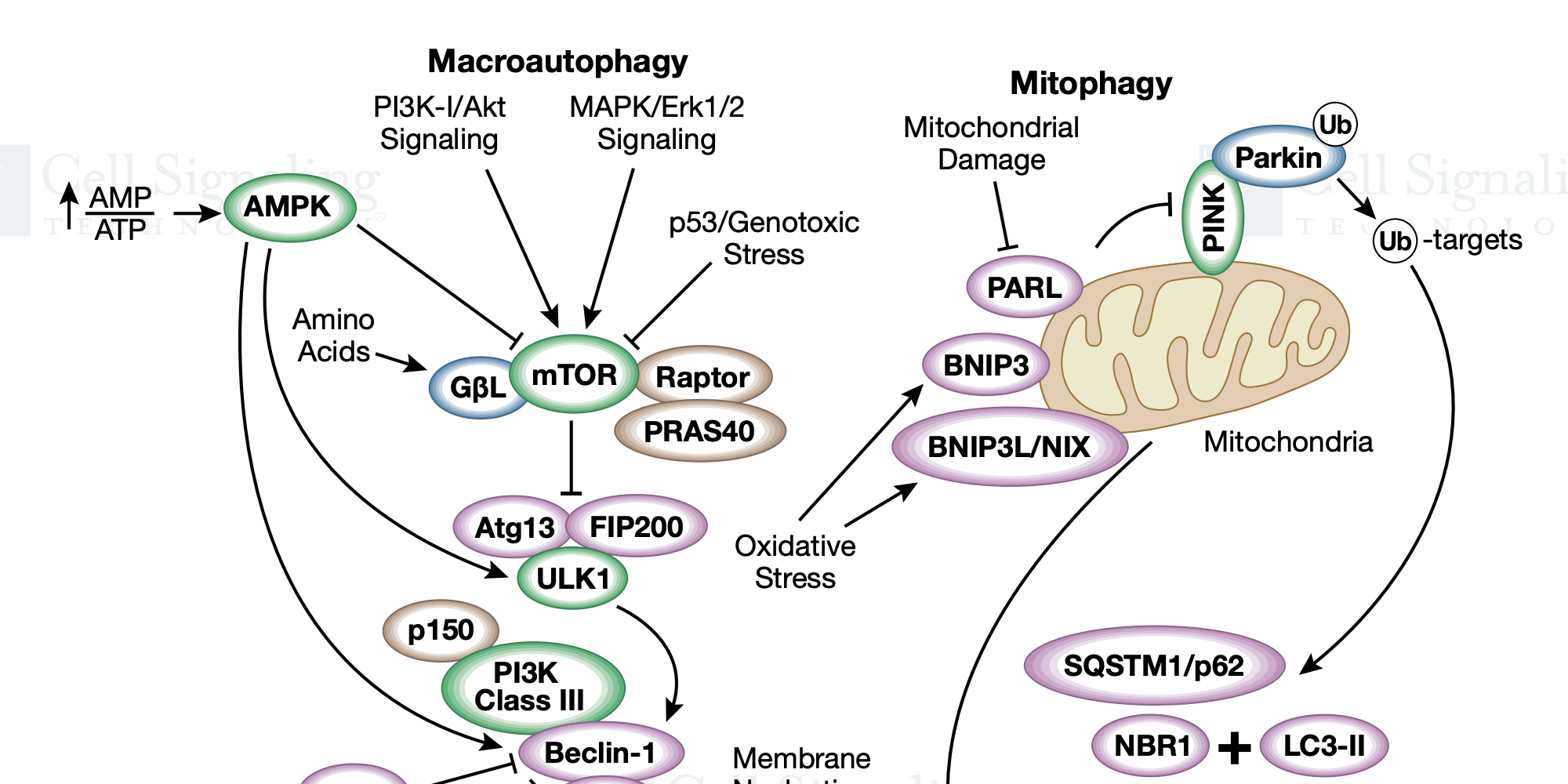 Autophagy & ER Stress in Viral Infection | CST Blog
