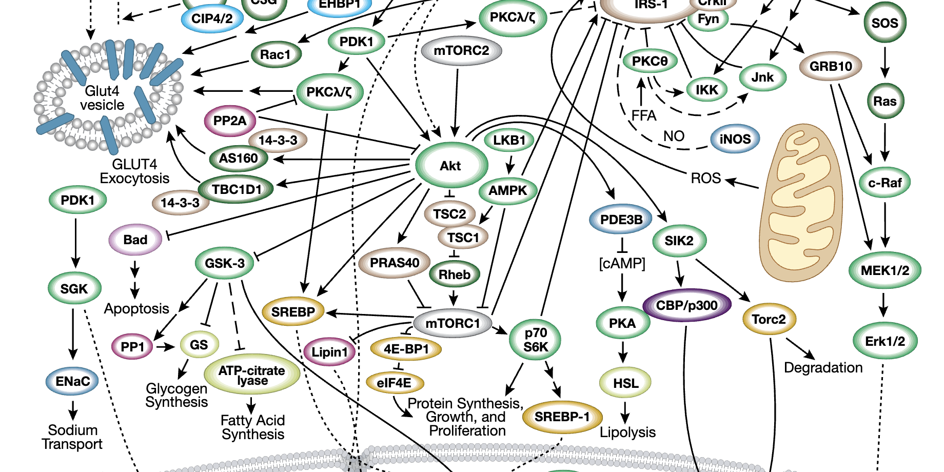 Cellular Pathways to Metabolism | CST Blog