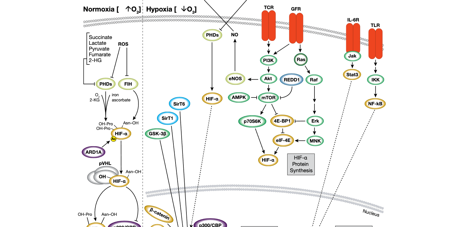 Assays to Measure Metabolism | CST Blog
