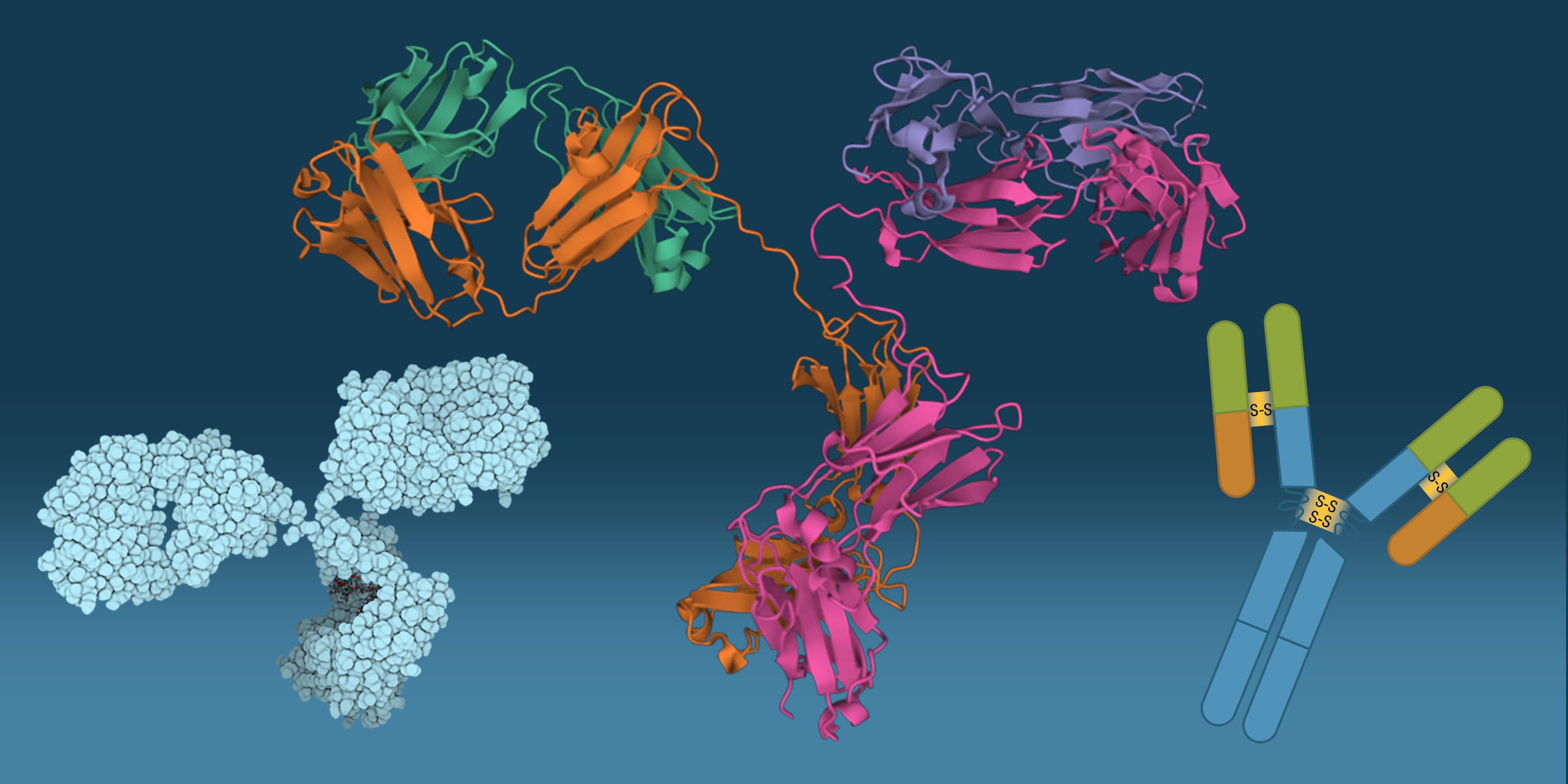 Antibody Essentials Part 1: Antibody Basics | CST Blog