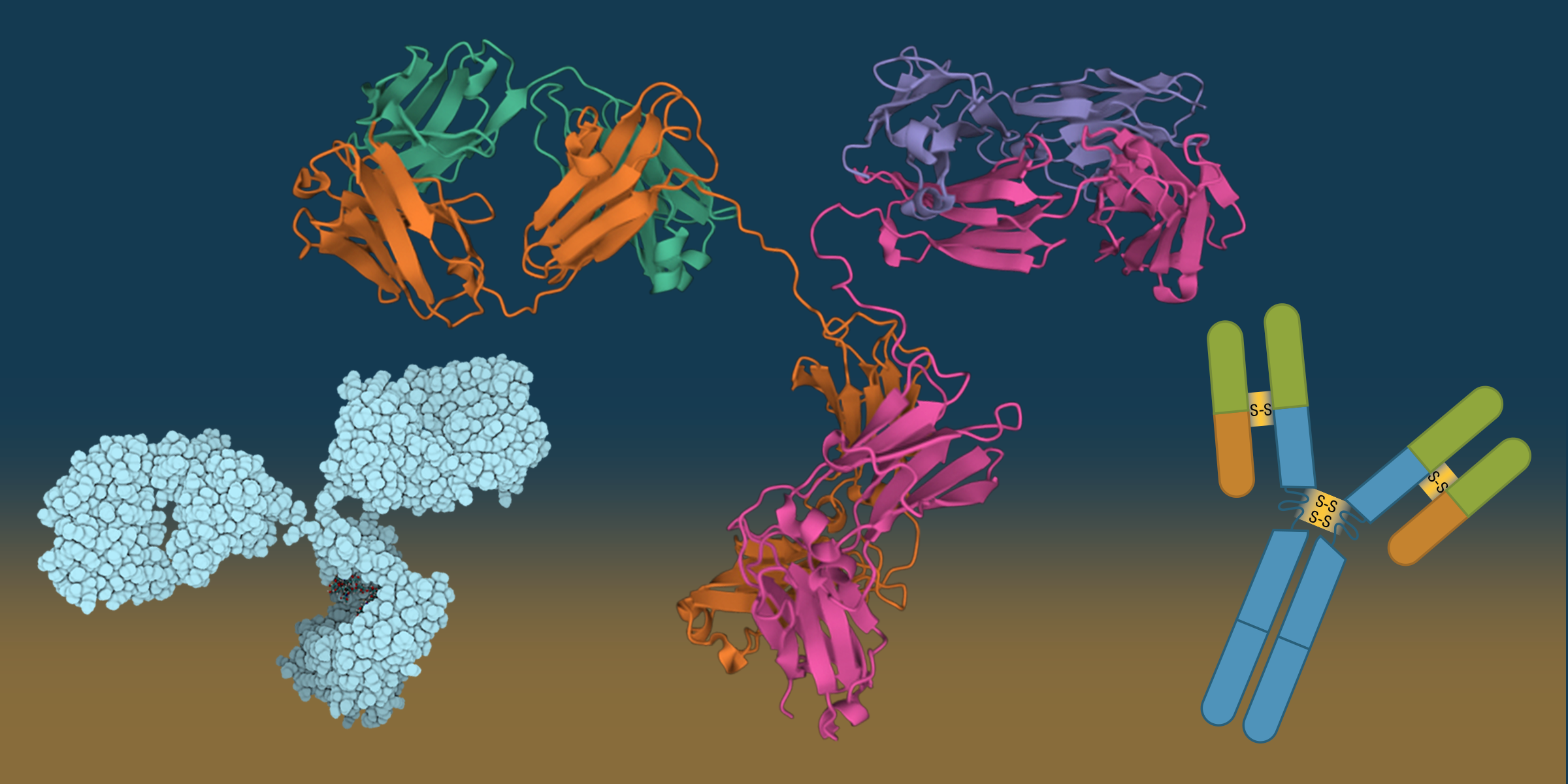 Antibody Essentials Part 3: How Antibody Technology Evolved | CST Blog