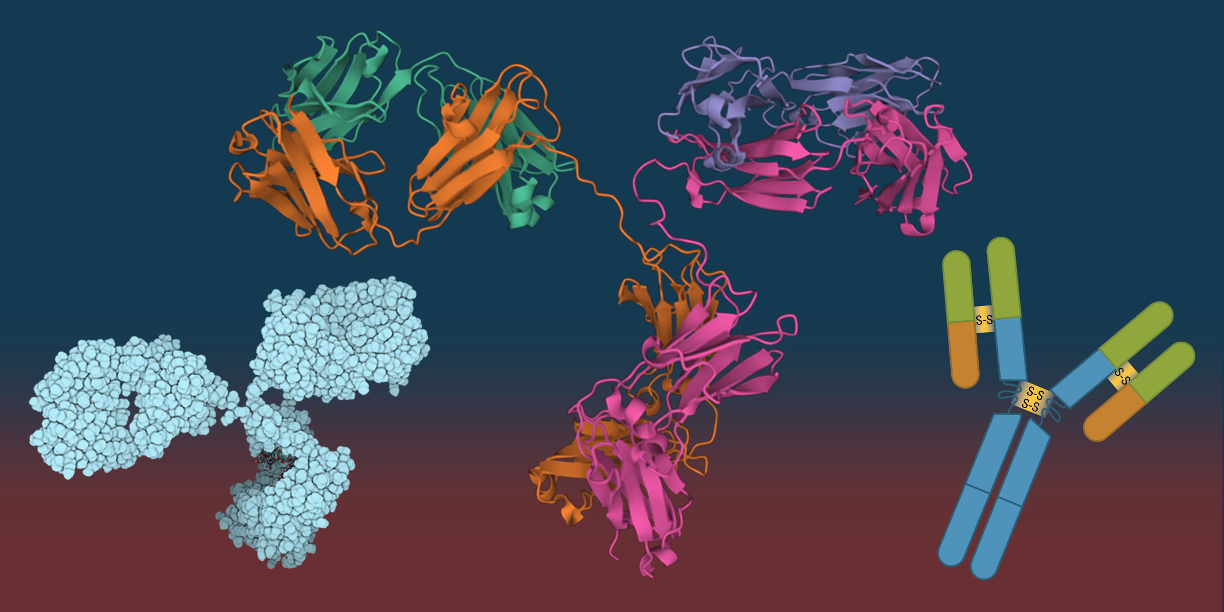 Important Considerations for Antibody Selection | Antibody Essentials