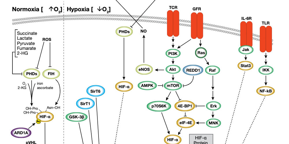 Hypoxia and Its Role in Metabolism | CST Blog