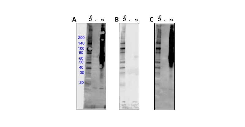 Fueling Research with Monoclonal Nitro-Tyrosine Antibody Tools
