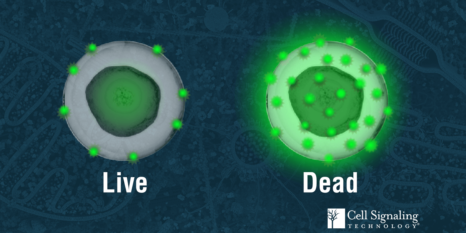 Why use viability dyes in flow cytometry experiments?
